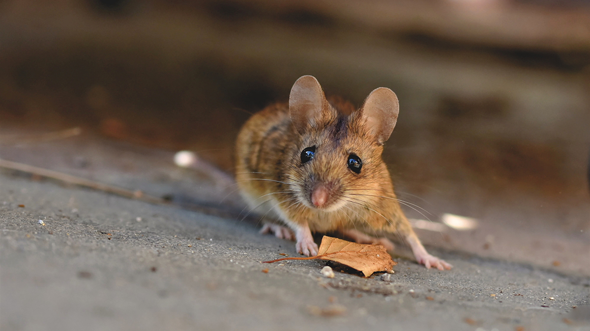 Quel est le meilleur moyen de faire fuire les souris de la maison